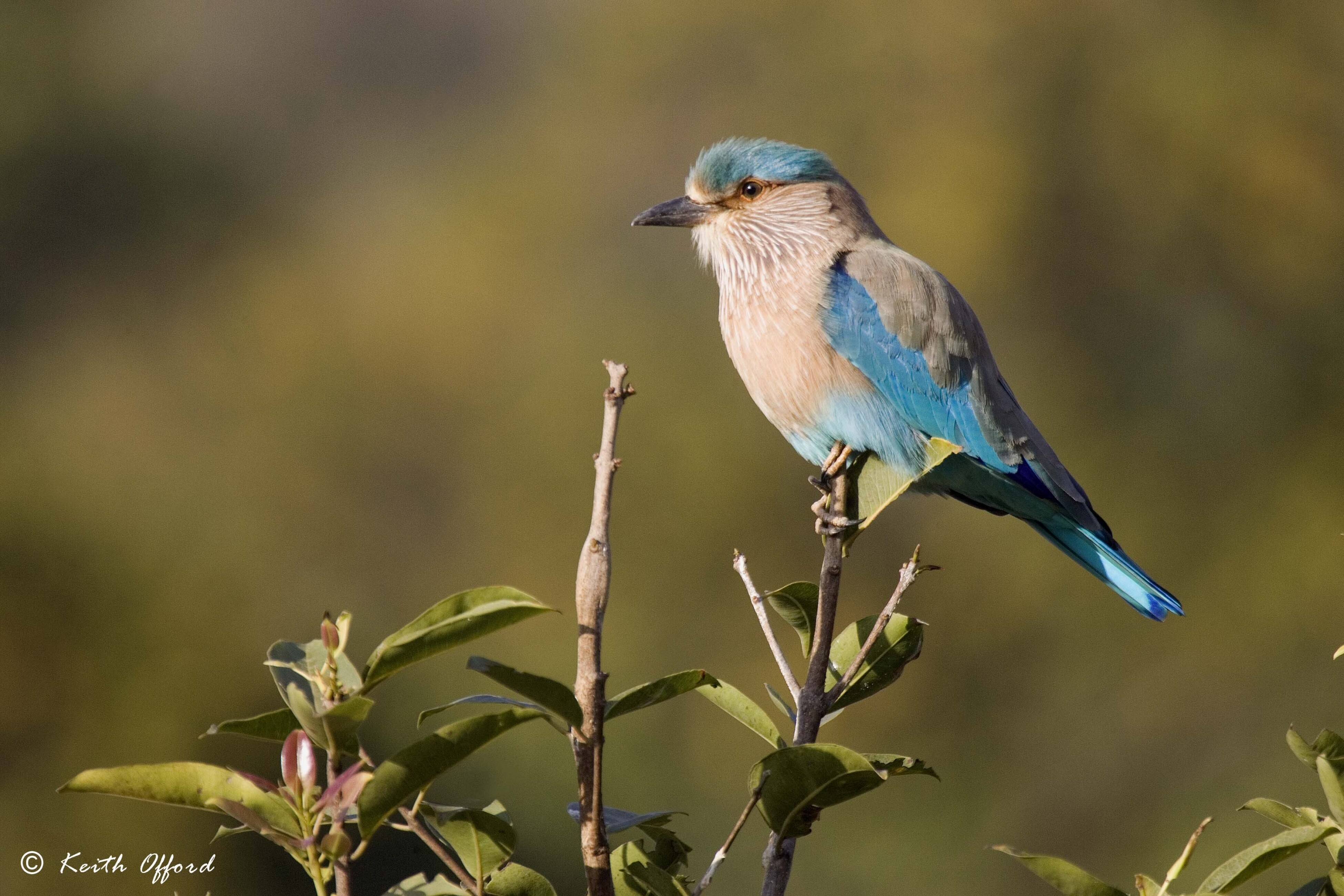 Indian Roller | Keith Offord